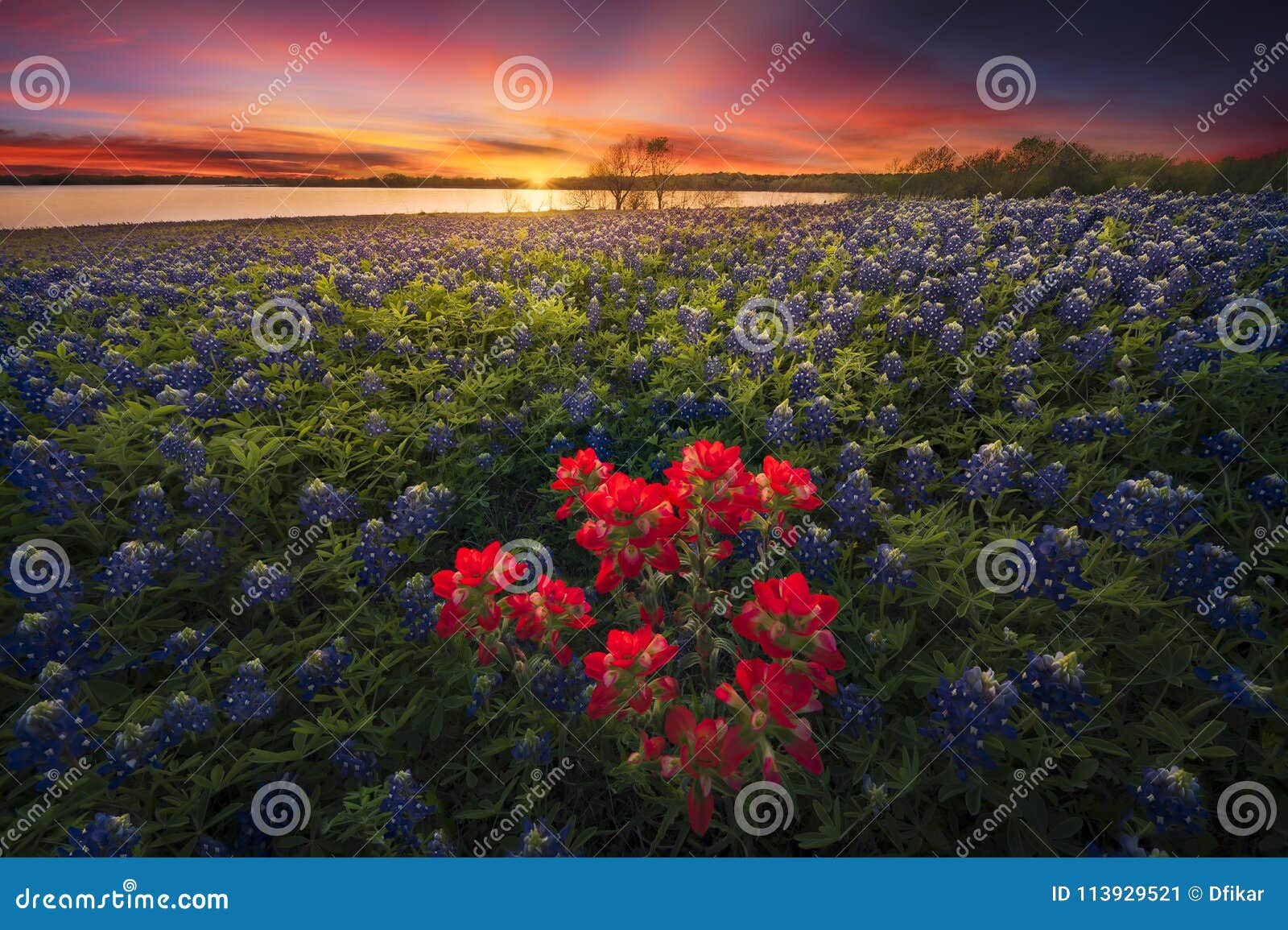Bluebonnet Sunset, Ennis, TX Stock Image - Image of spring, clouds ...
