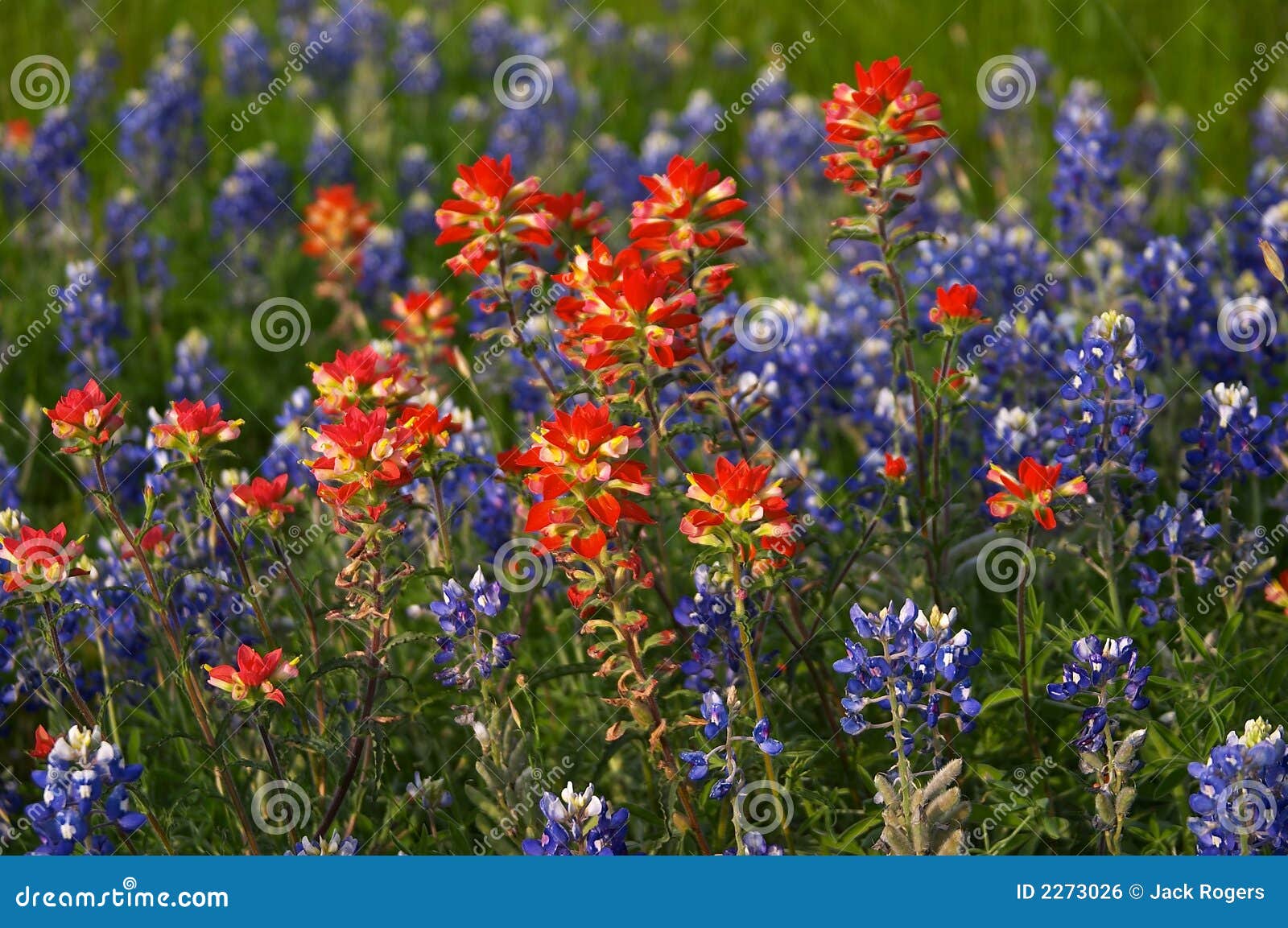 Bluebonnets stock photo. Image of freedom, colorful, ecology - 2273026