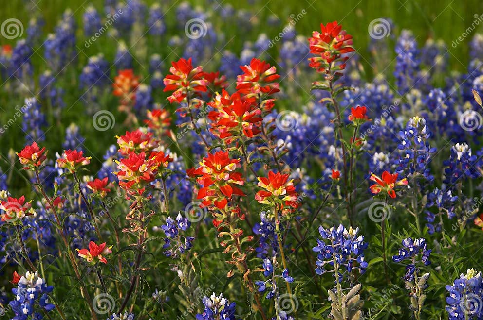 Bluebonnets stock photo. Image of freedom, colorful, ecology - 2273026