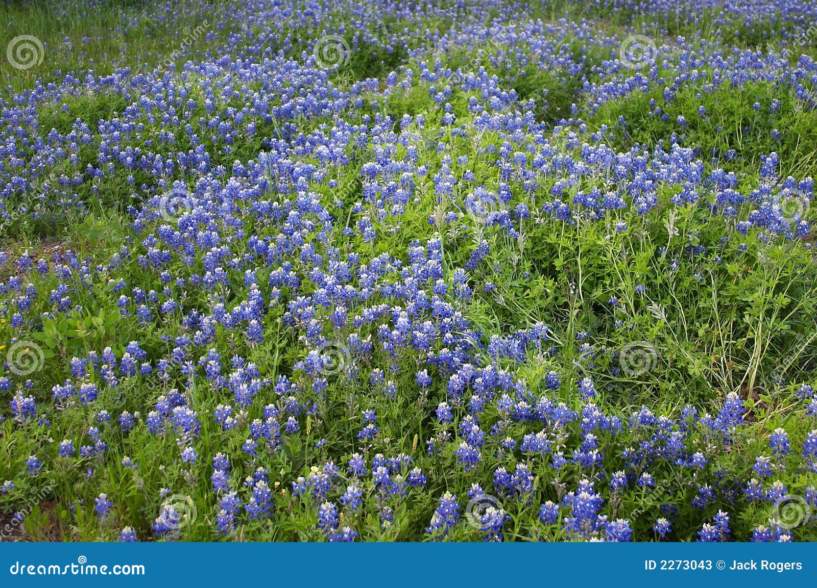 Bluebonnets stock image. Image of freedom, closeup, floral - 2273043