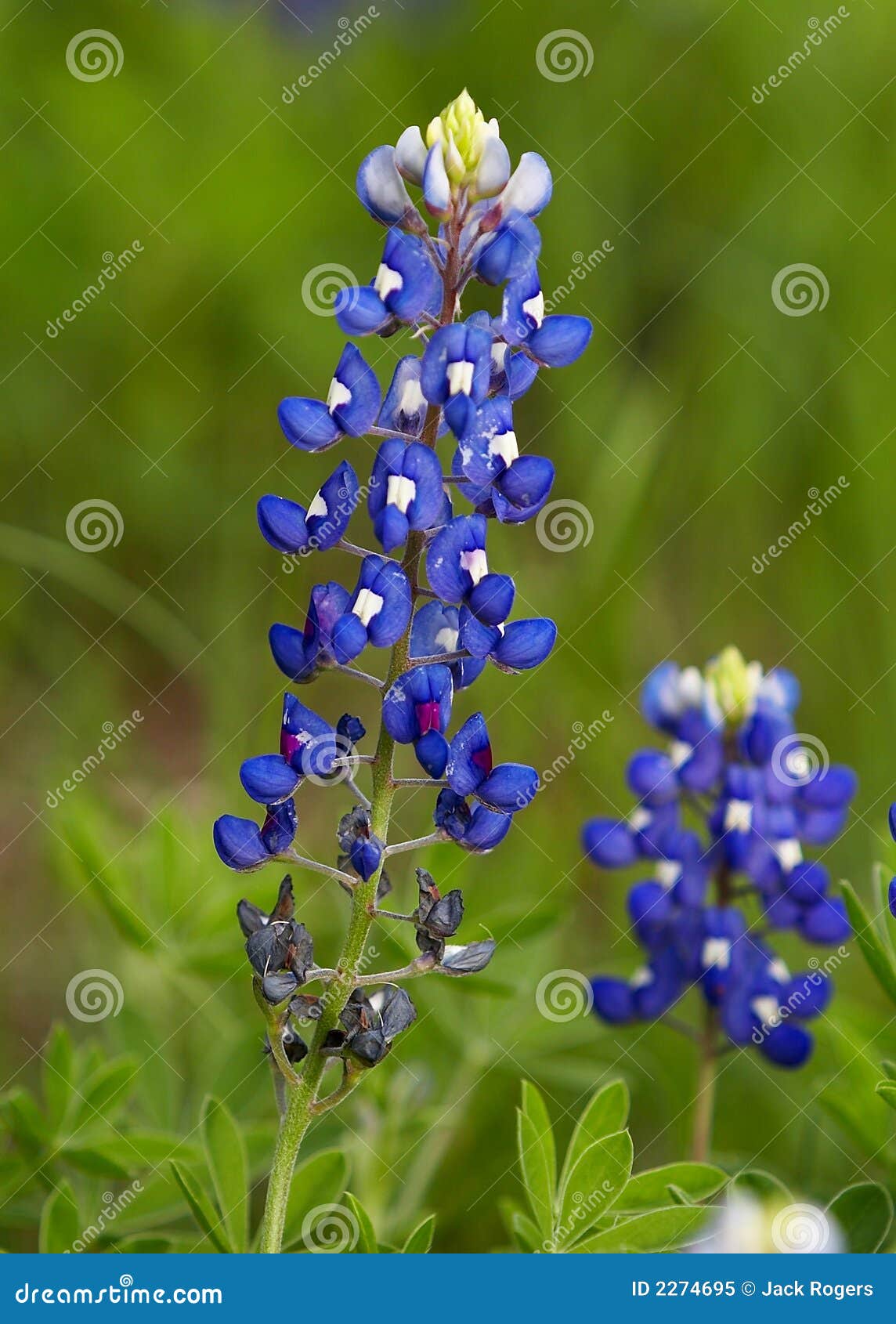 Bluebonnets stock image. Image of colorful, countryside - 2274695
