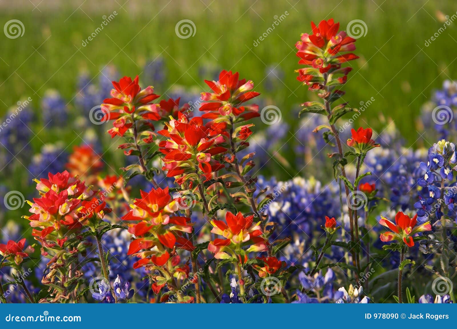 Bluebonnets stock photo. Image of plants, spring, blue - 978090