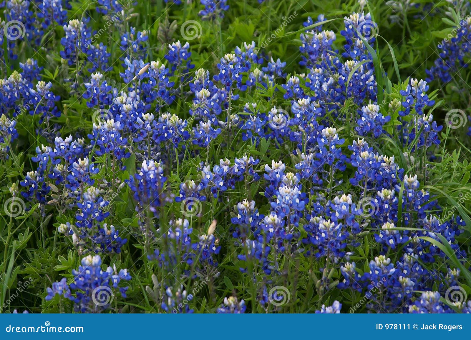 Bluebonnets stock image. Image of lupin, blue, plant, texas - 978111