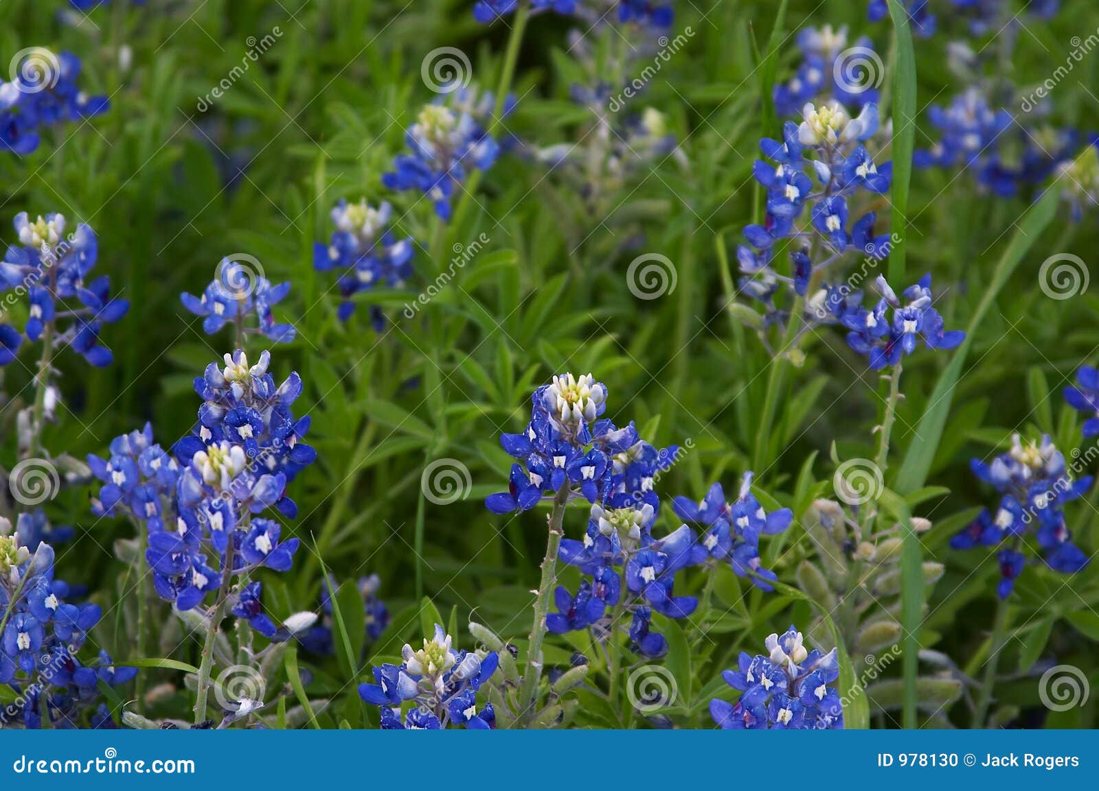 Bluebonnets stock photo. Image of nature, flowers, lupin - 978130