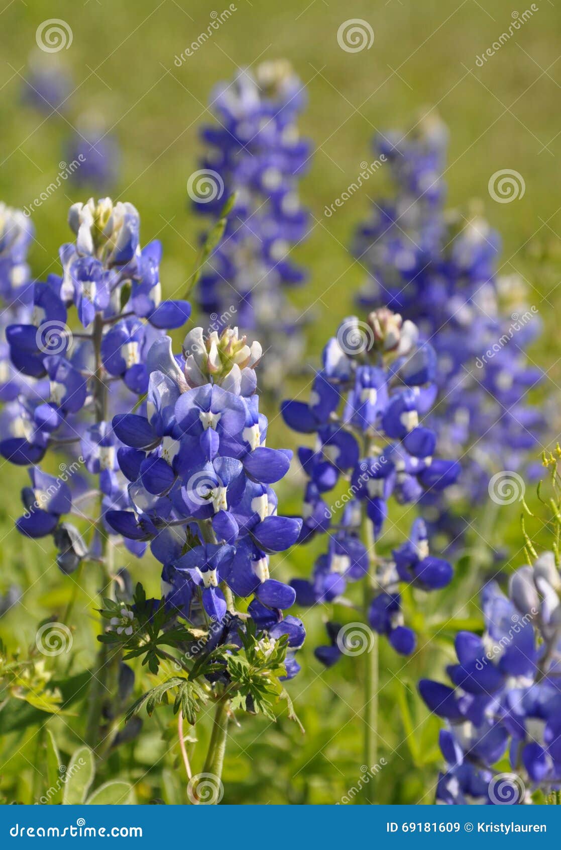 Bluebonnets Di Texas (texensis Del Lupinus) Immagine Stock - Immagine ...