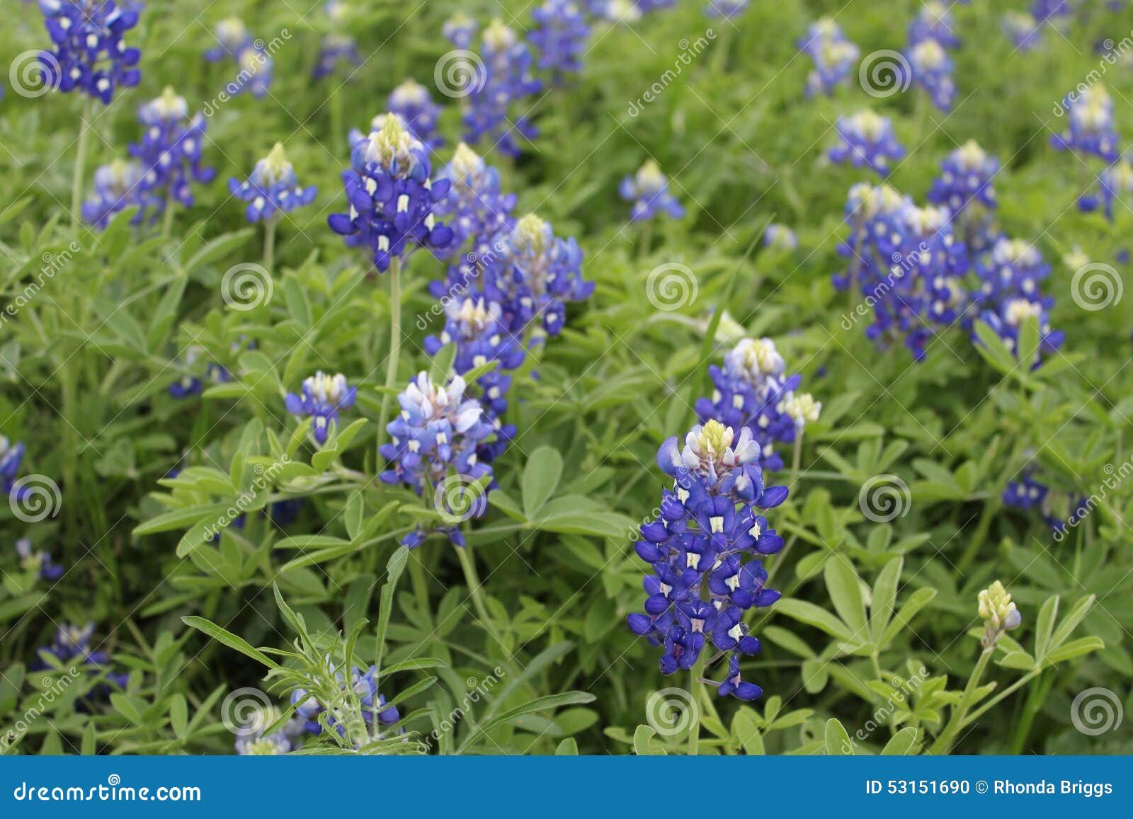 Bluebonnets Forever stock photo. Image of plant, wildflower - 53151690