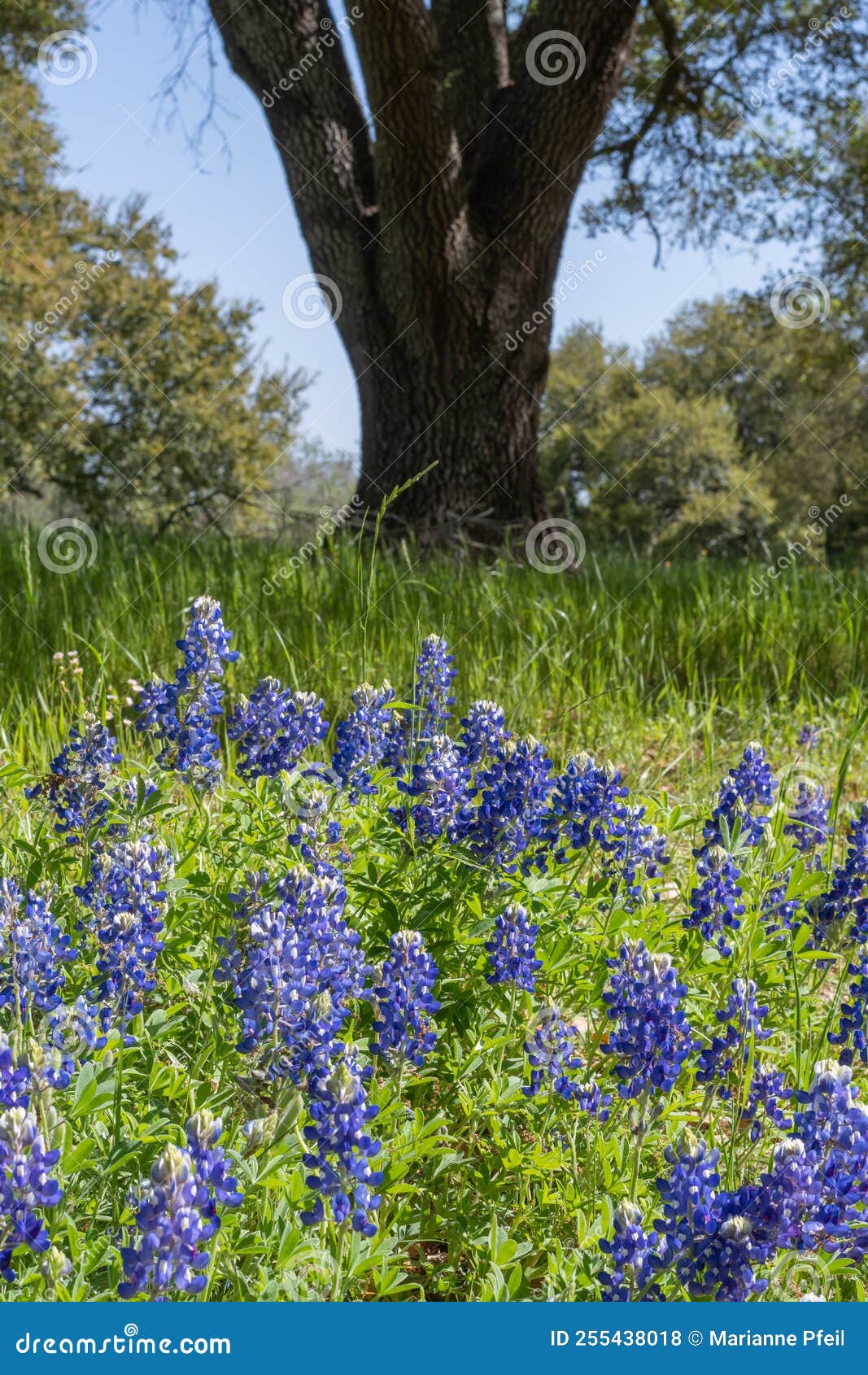 Blue Lupines Grow at the Base of a Tree. Stock Photo - Image of texas ...