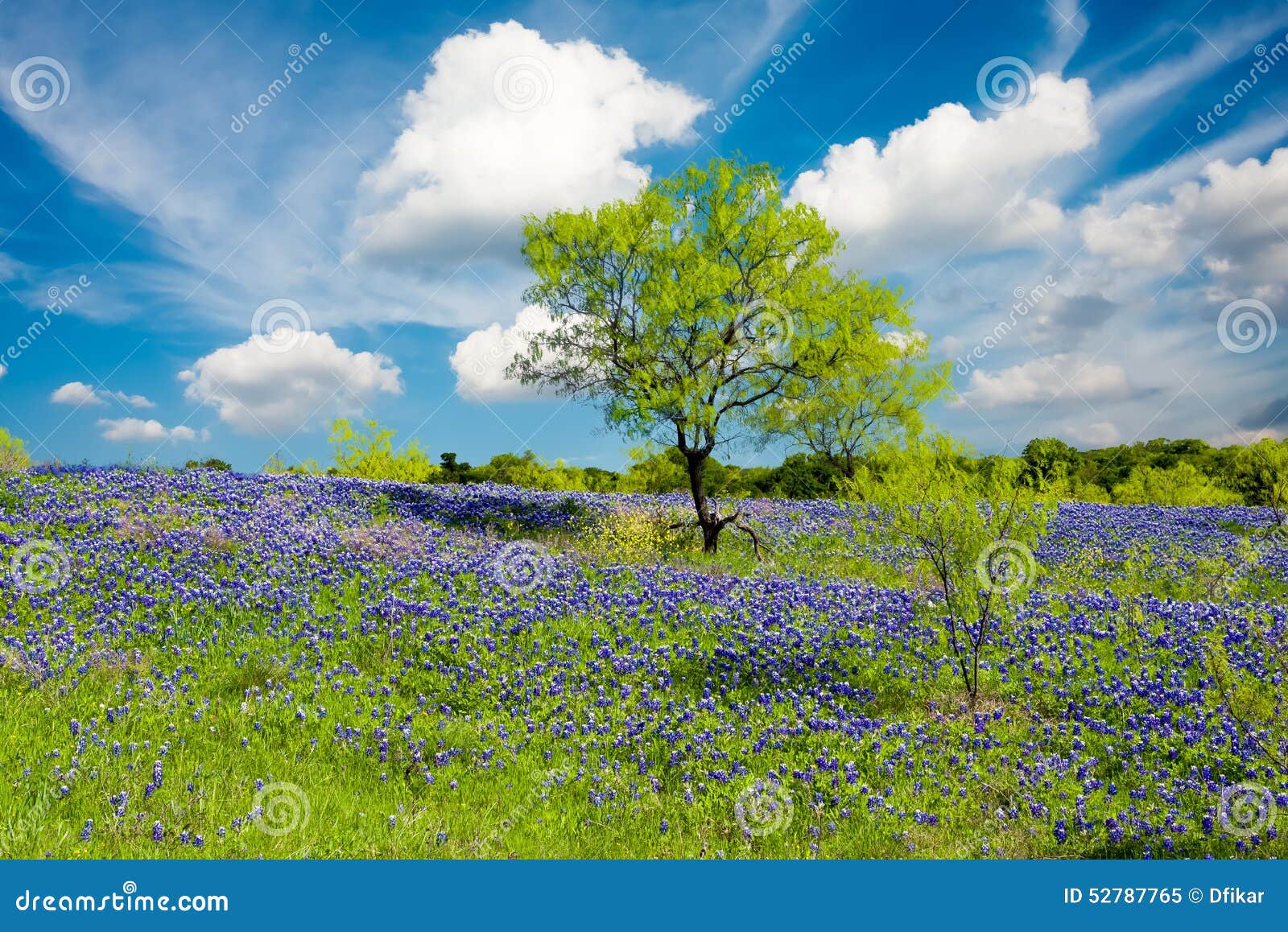 Bluebonnets in Late Afternoon Sun Stock Image - Image of ennis, objects ...