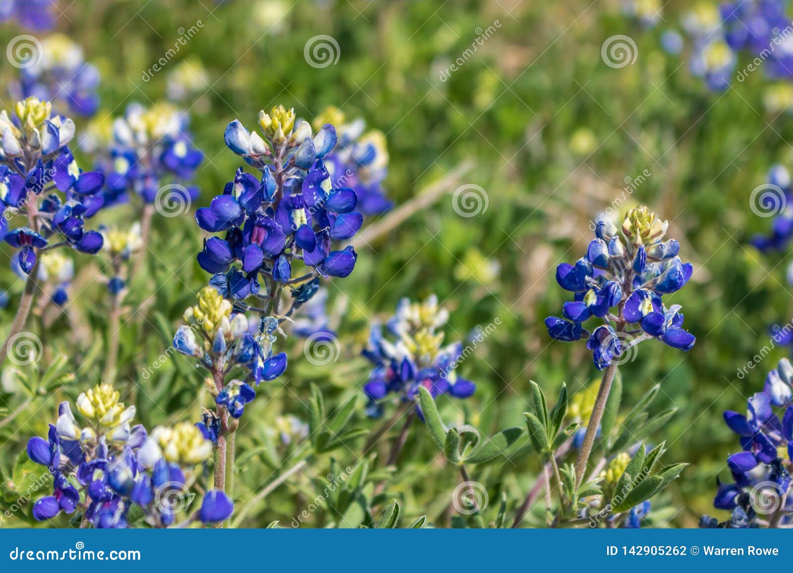 Bluebonnets 2019 - 7 stock photo. Image of austin, bluebonnets - 142905262
