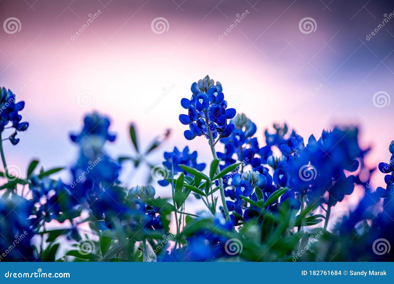 Bluebonnets with Sunset in Background Stock Photo - Image of hill ...