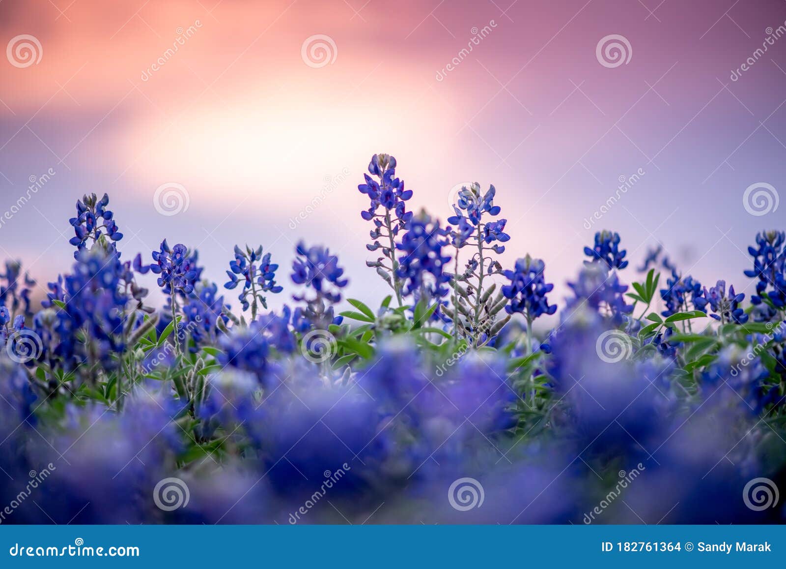 Beautiful Sunset Over Bluebonnets in Texas with a Colorful Sky Stock ...