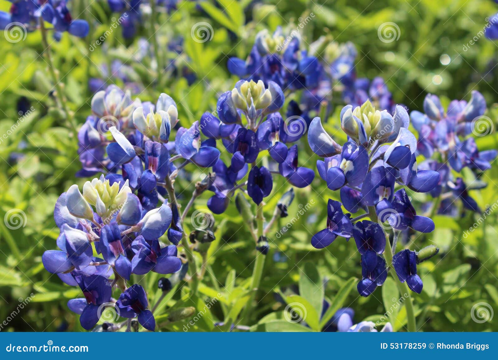 Bluebonnets stock image. Image of area, texas, plant - 53178259