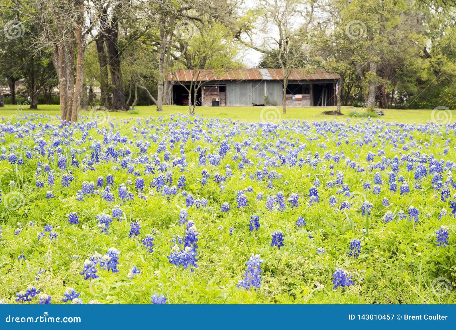 Bluebonnets in Texas Hill Country Stock Image - Image of grass, green ...