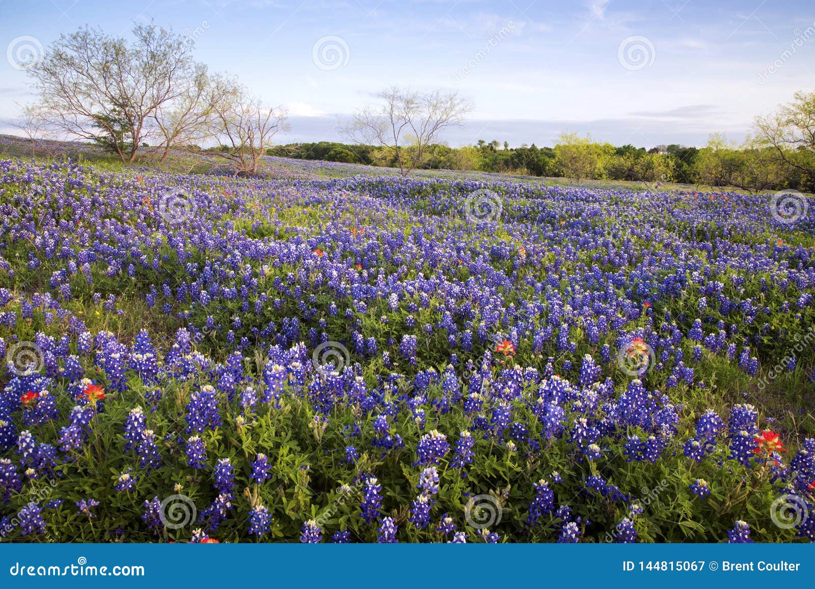 Bluebonnets in Texas Hill Country Stock Image - Image of country ...