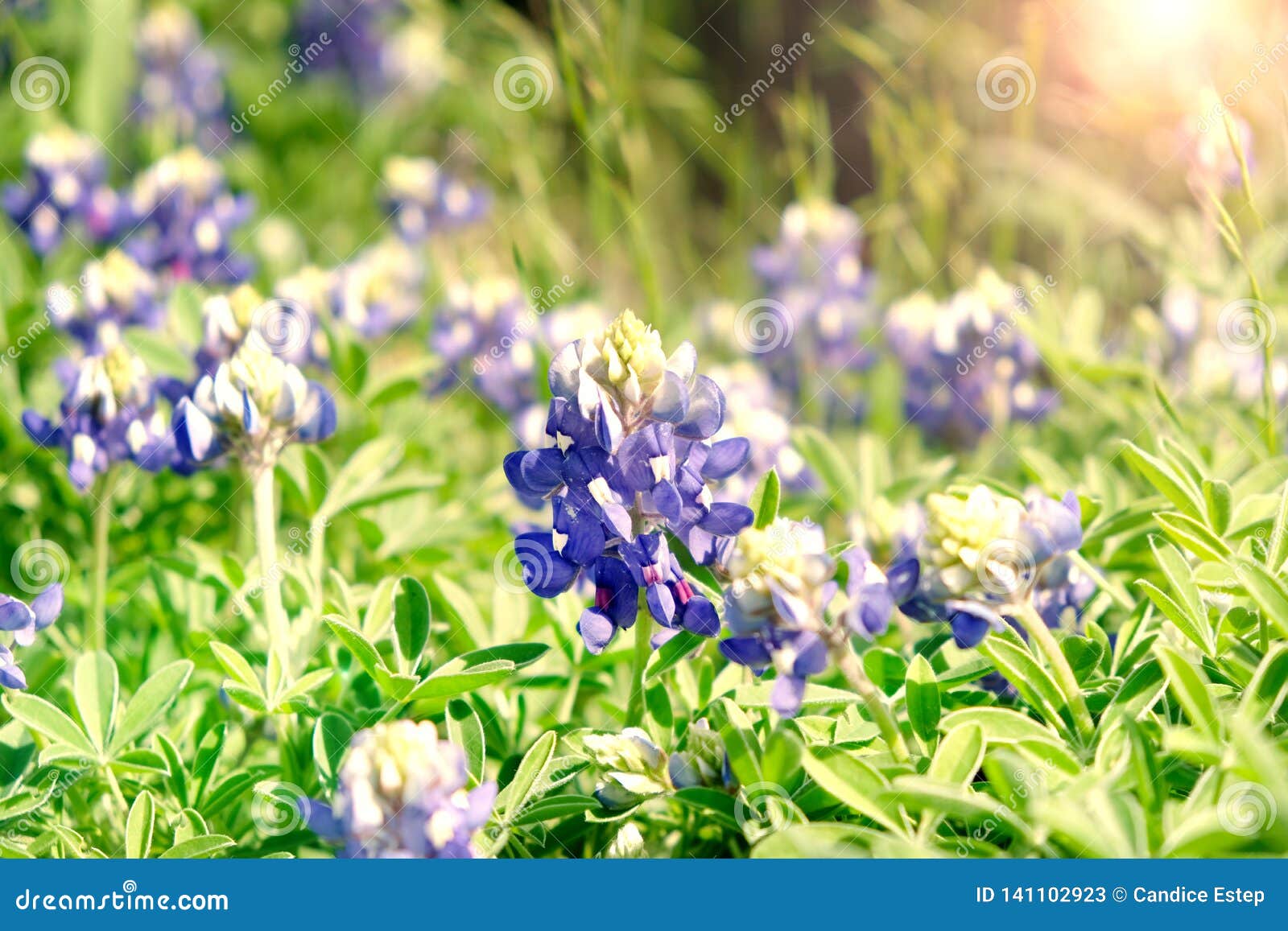 Bluebonnets in Texas Nature Stock Image - Image of plants, summer ...