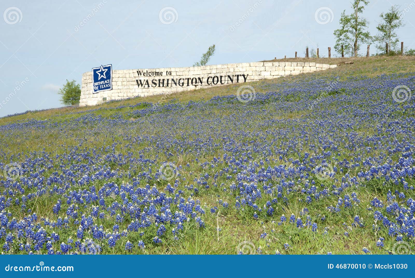 Bluebonnets in Washington County Stock Photo - Image of meadow ...