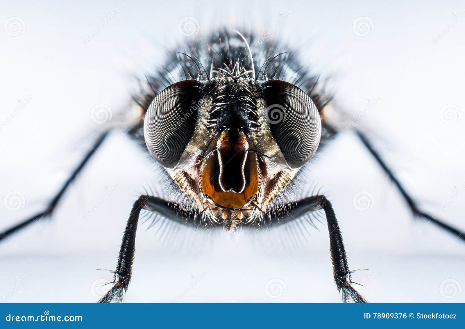 Bluebottle fly macro stock photo. Image of closeup, macro - 78909376