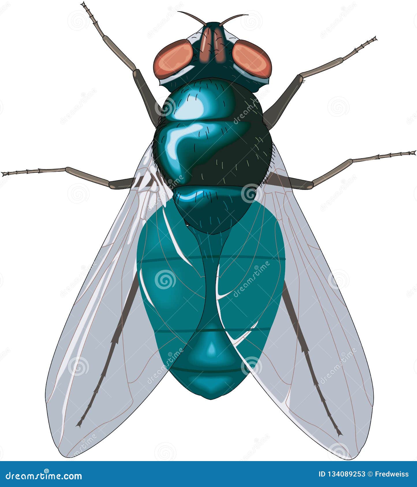 Bluebottle Cartoons, Illustrations & Vector Stock Images - 559 Pictures ...