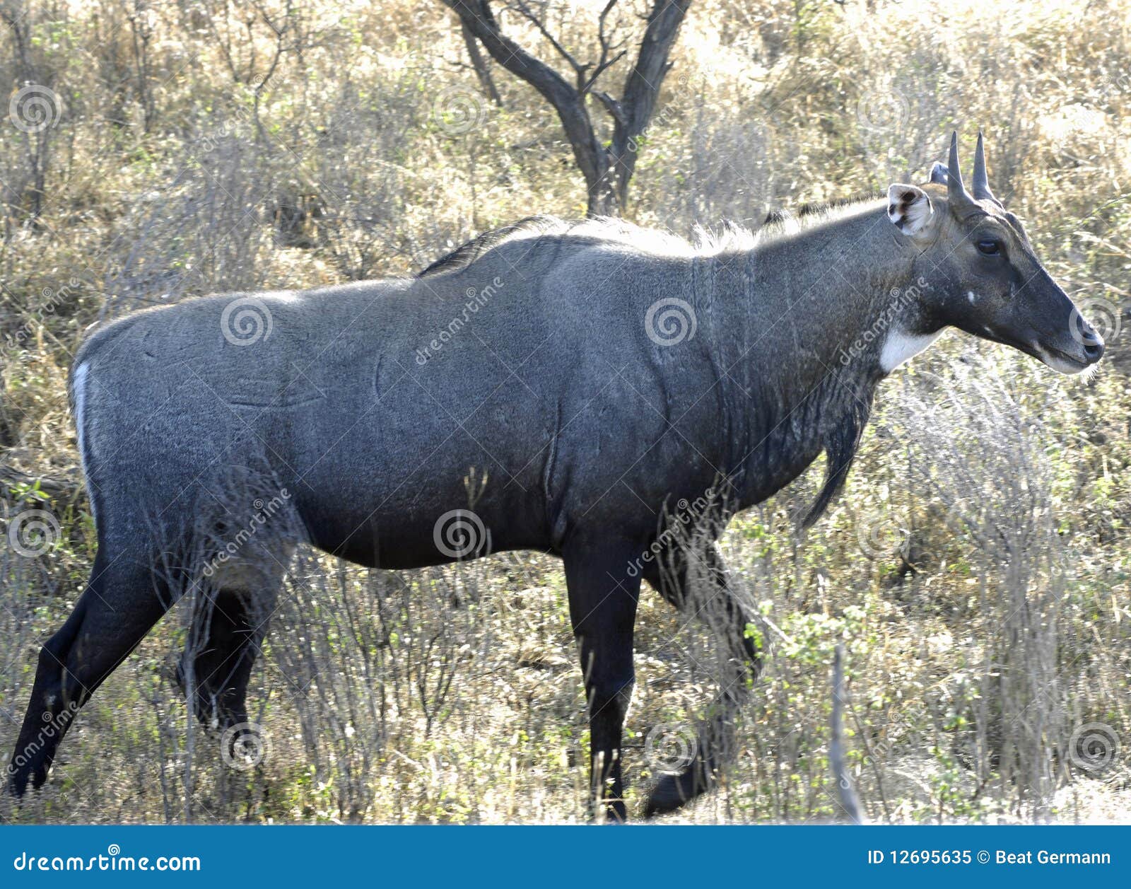 Bluebull, Ranthambore Nationalpark Stock Image - Image of wildlife ...