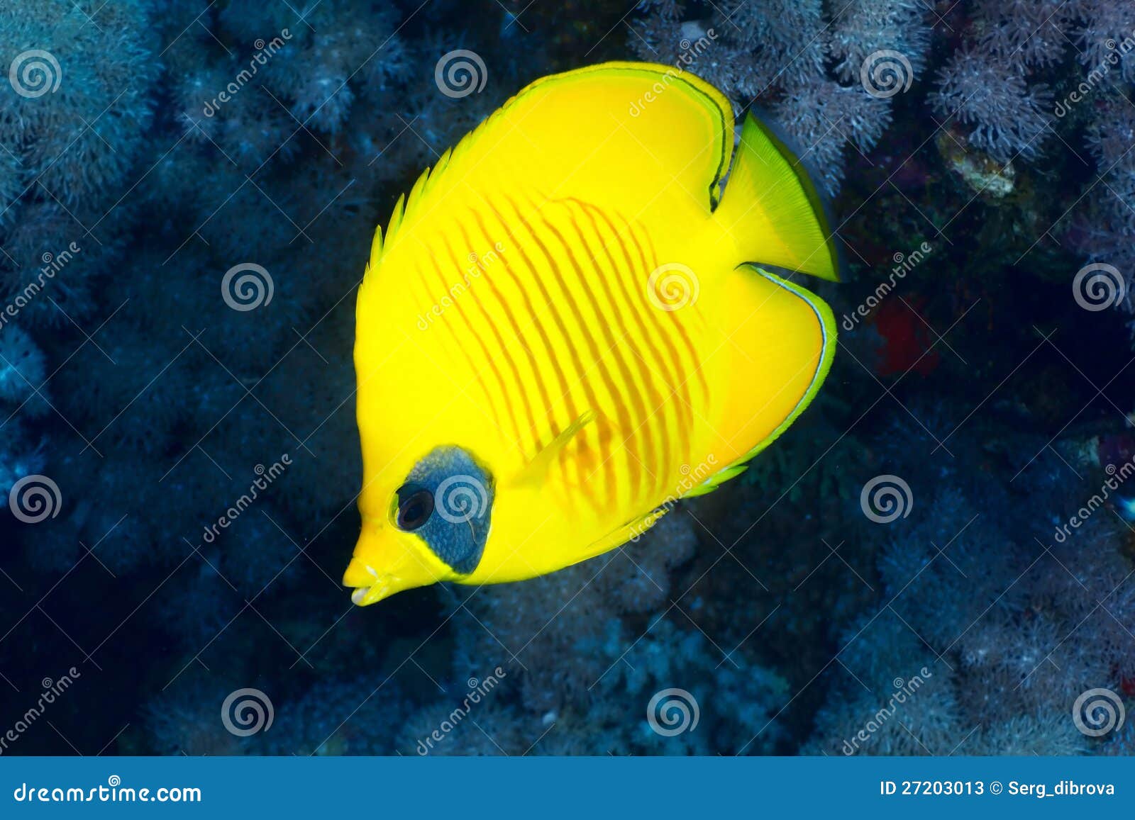 Bluecheek butterflyfish stock image. Image of wild, chaetodon - 27203013