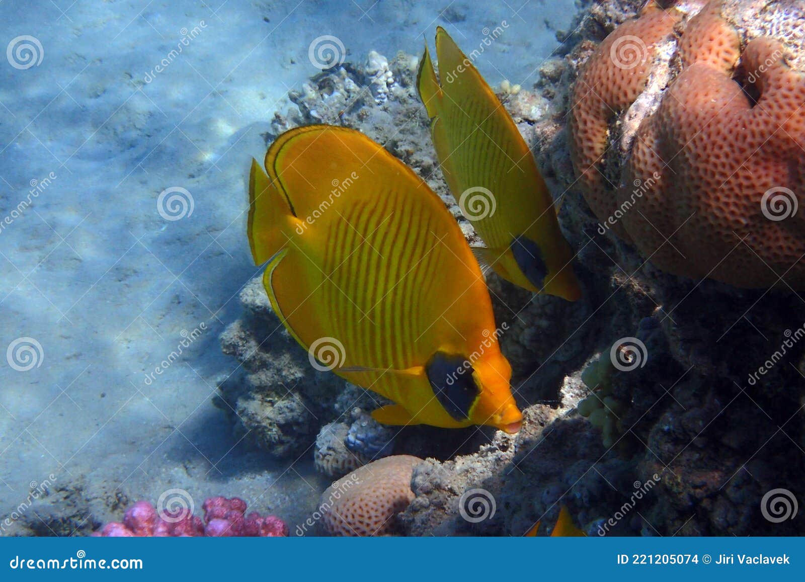 Bluecheek Butterflyfish, Chaetodon Semilarvatus Stock Photo - Image of ...