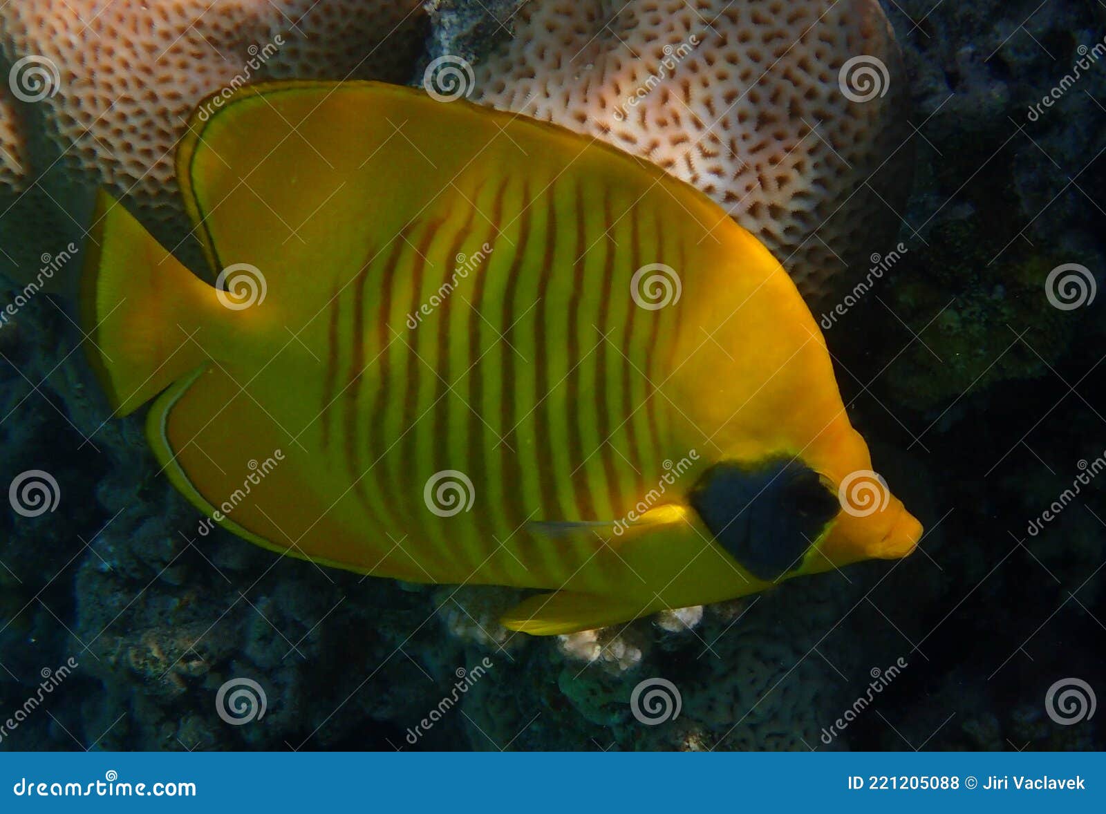 Bluecheek Butterflyfish, Chaetodon Semilarvatus Stock Photo - Image of ...