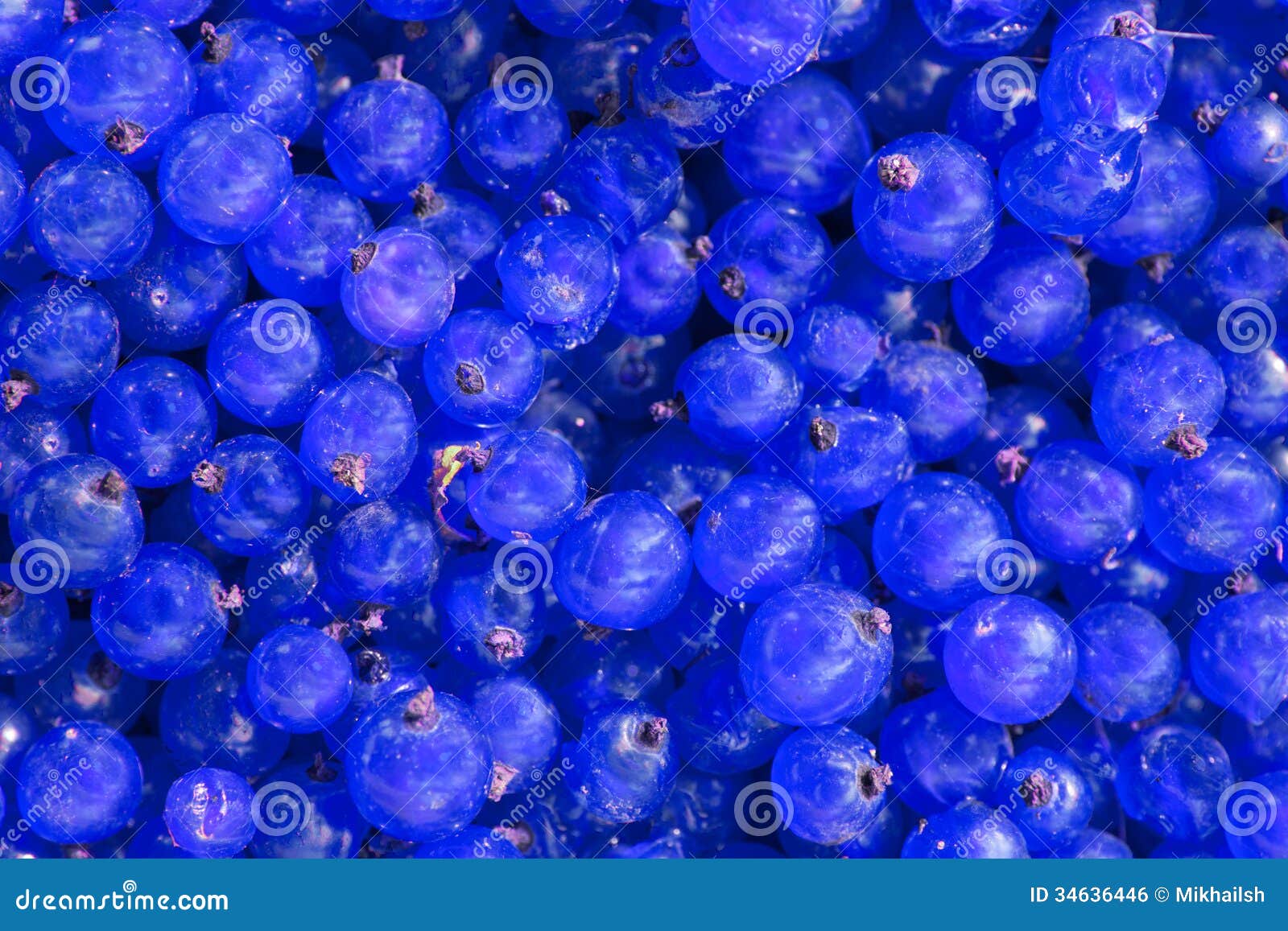 Bluecurrant background stock photo. Image of fruit, shrub - 34636446