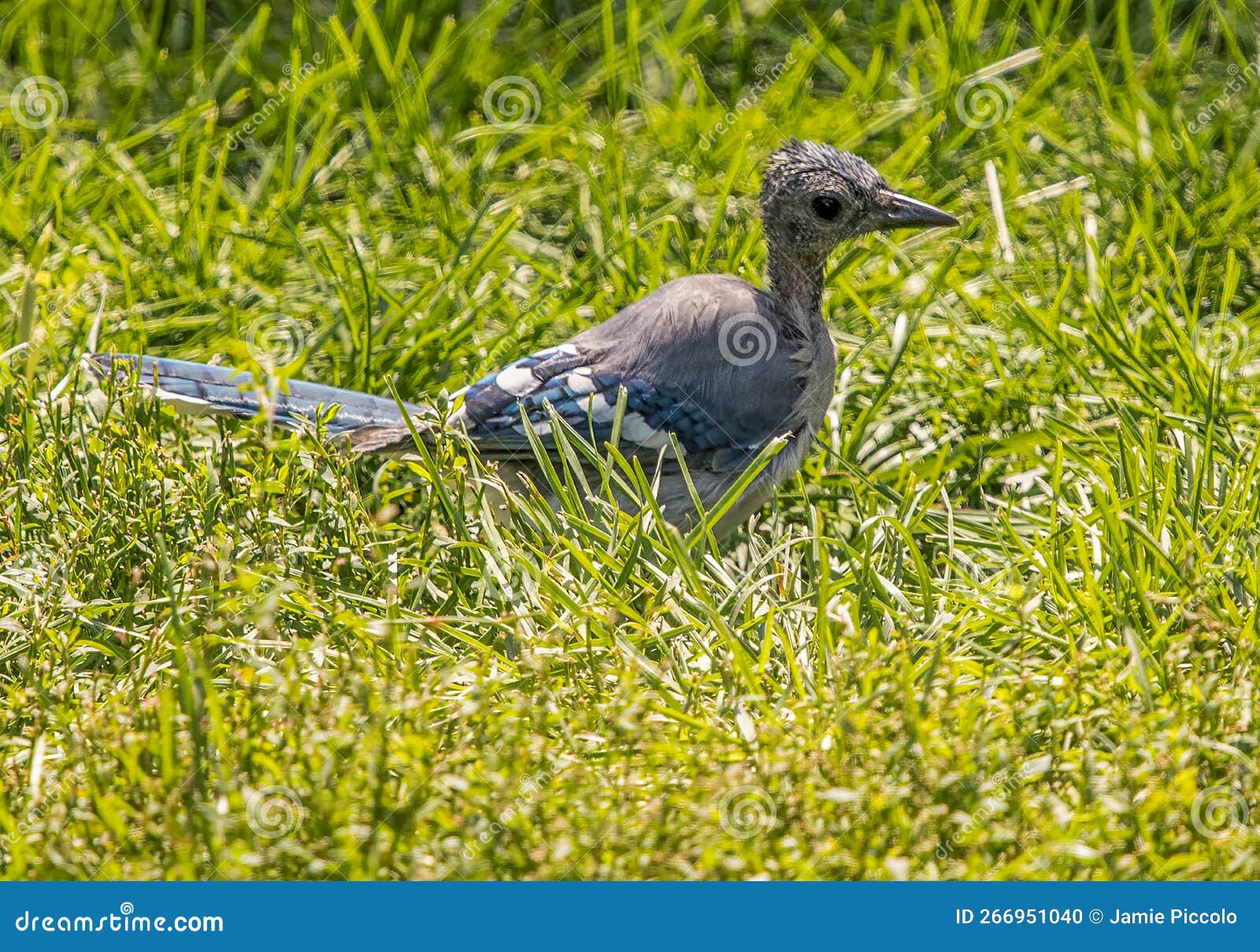 Bluee Jay Molting in Spring Stock Photo - Image of wetland, sparrow ...