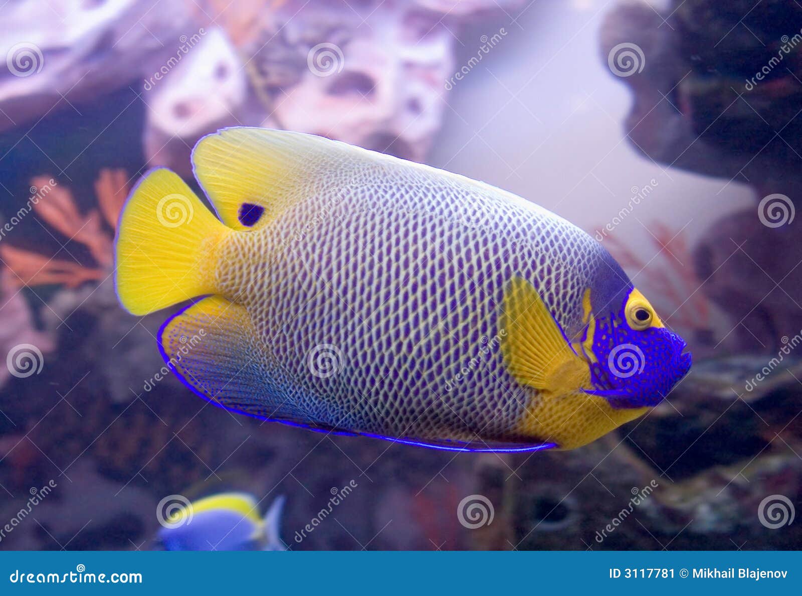 Blueface angelfish 1 stock image. Image of ichthyology - 3117781