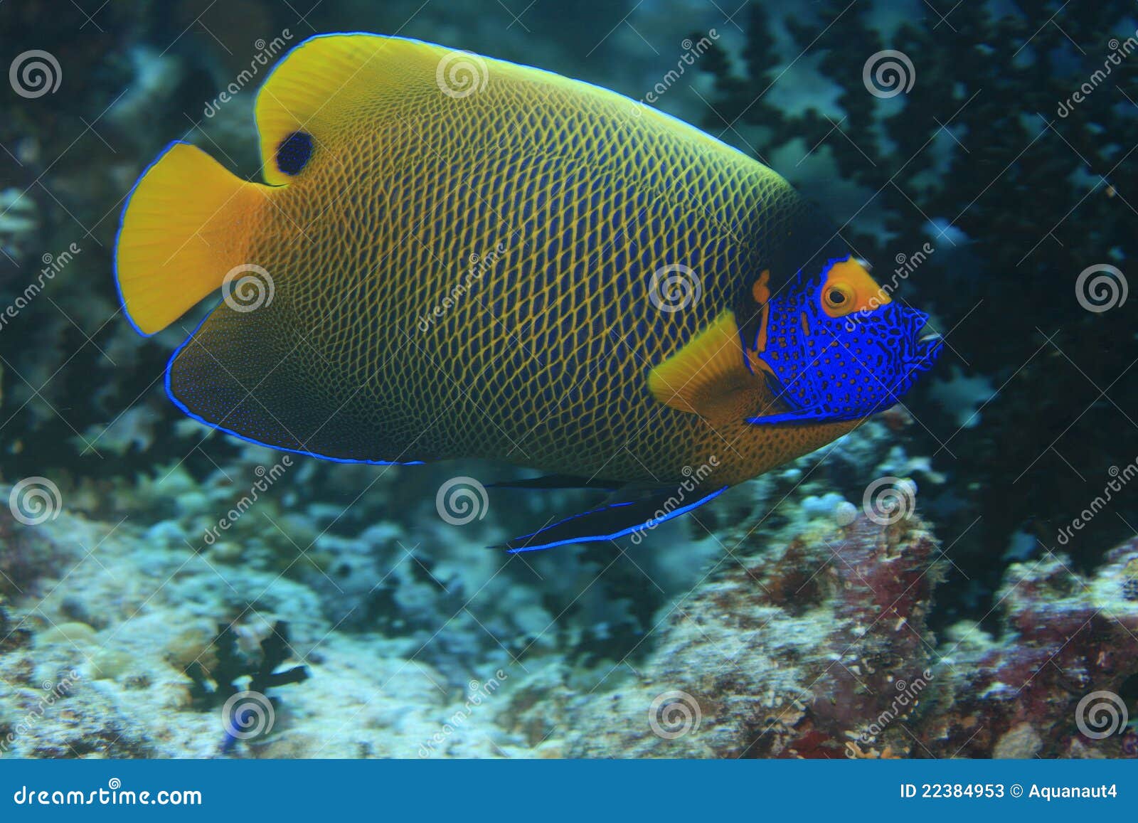 Blueface angelfish stock image. Image of holiday, colourful - 22384953