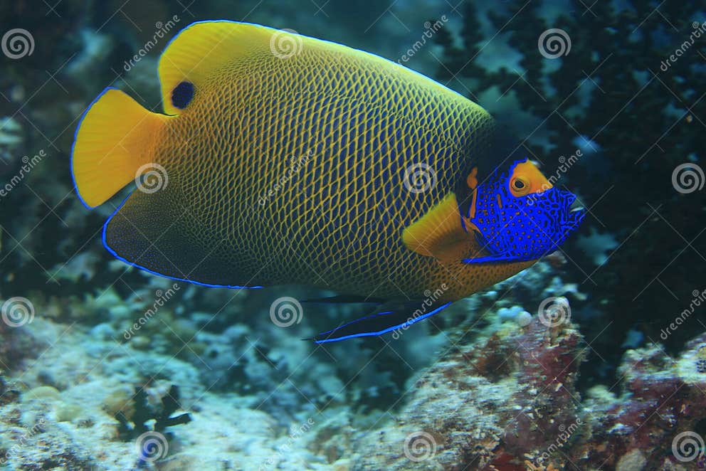 Blueface angelfish stock image. Image of holiday, colourful - 22384953
