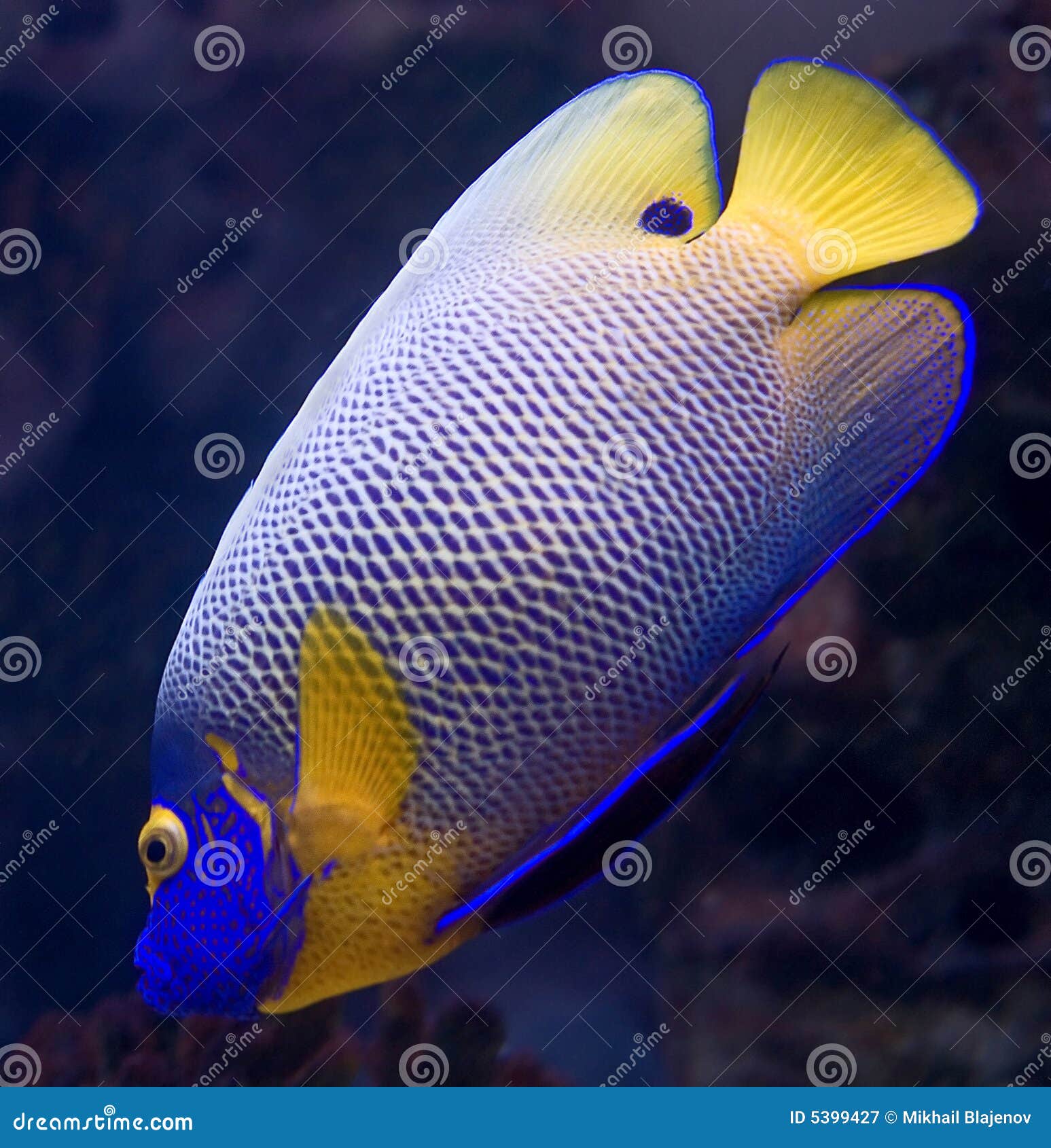 Blueface angelfish 6 stock image. Image of poikilothermic - 5399427