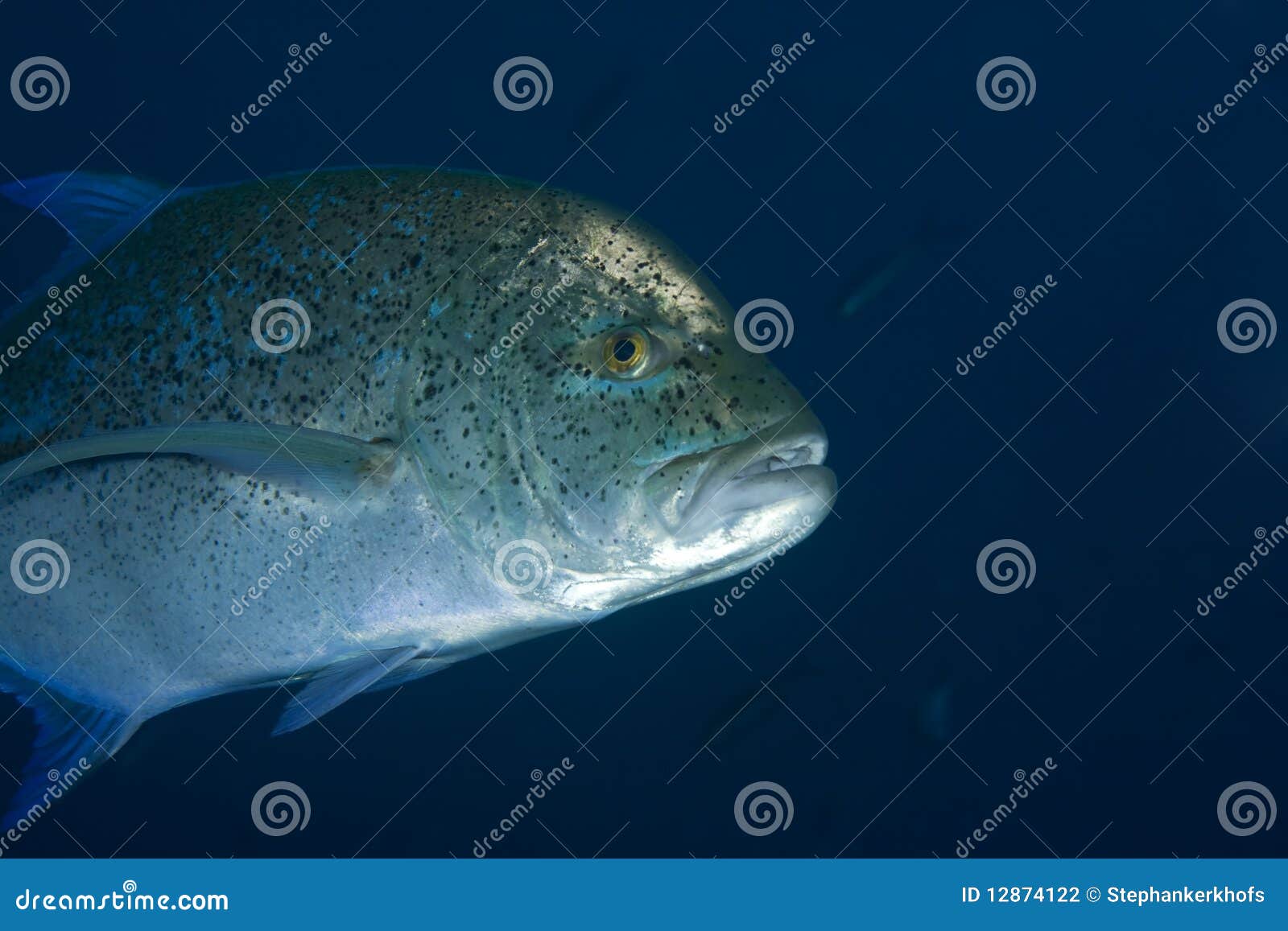 Bluefin trevally stock photo. Image of saltwater, nature - 12874122