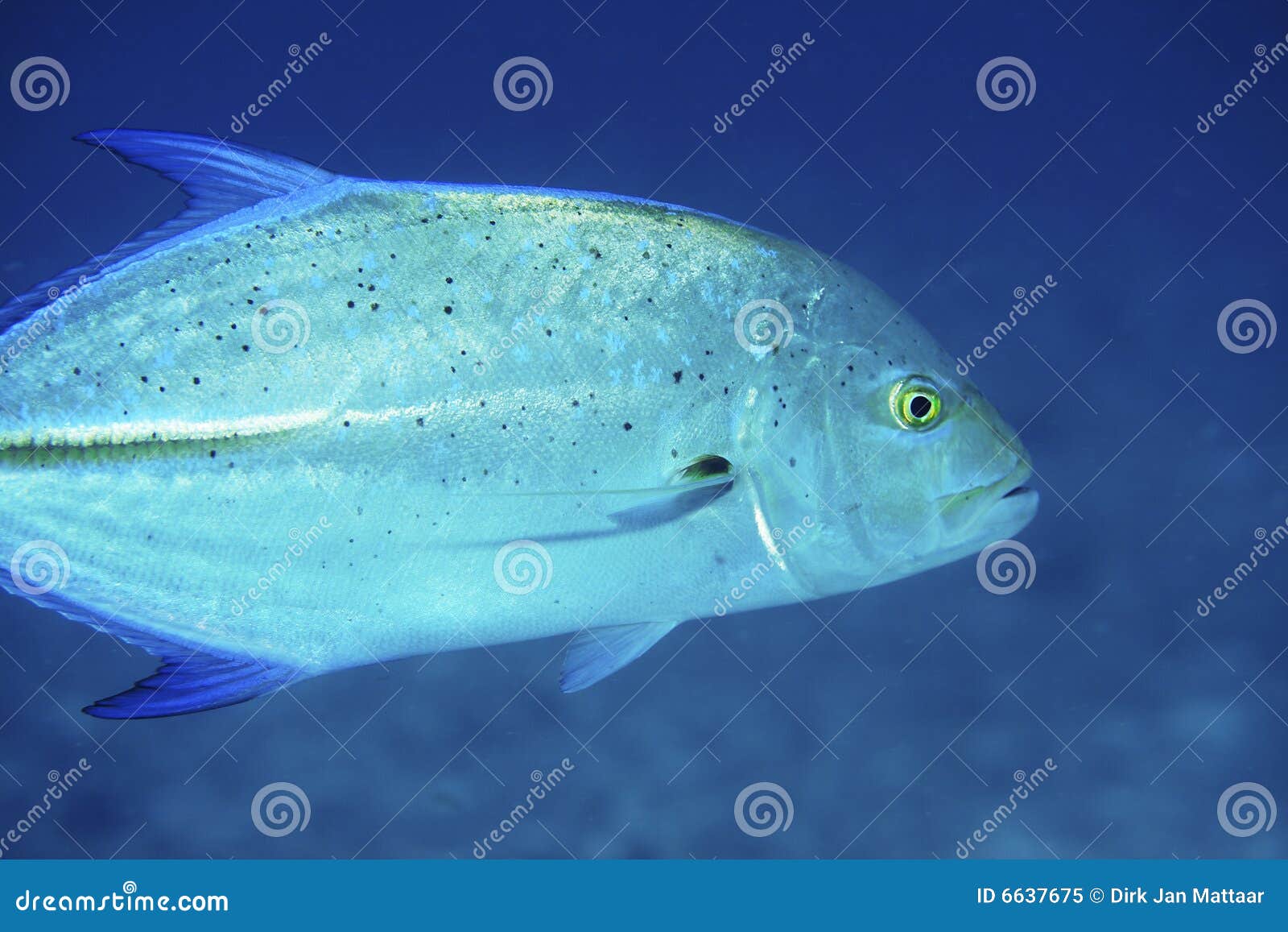 Bluefin Trevally stock image. Image of trevally, seychelles - 6637675