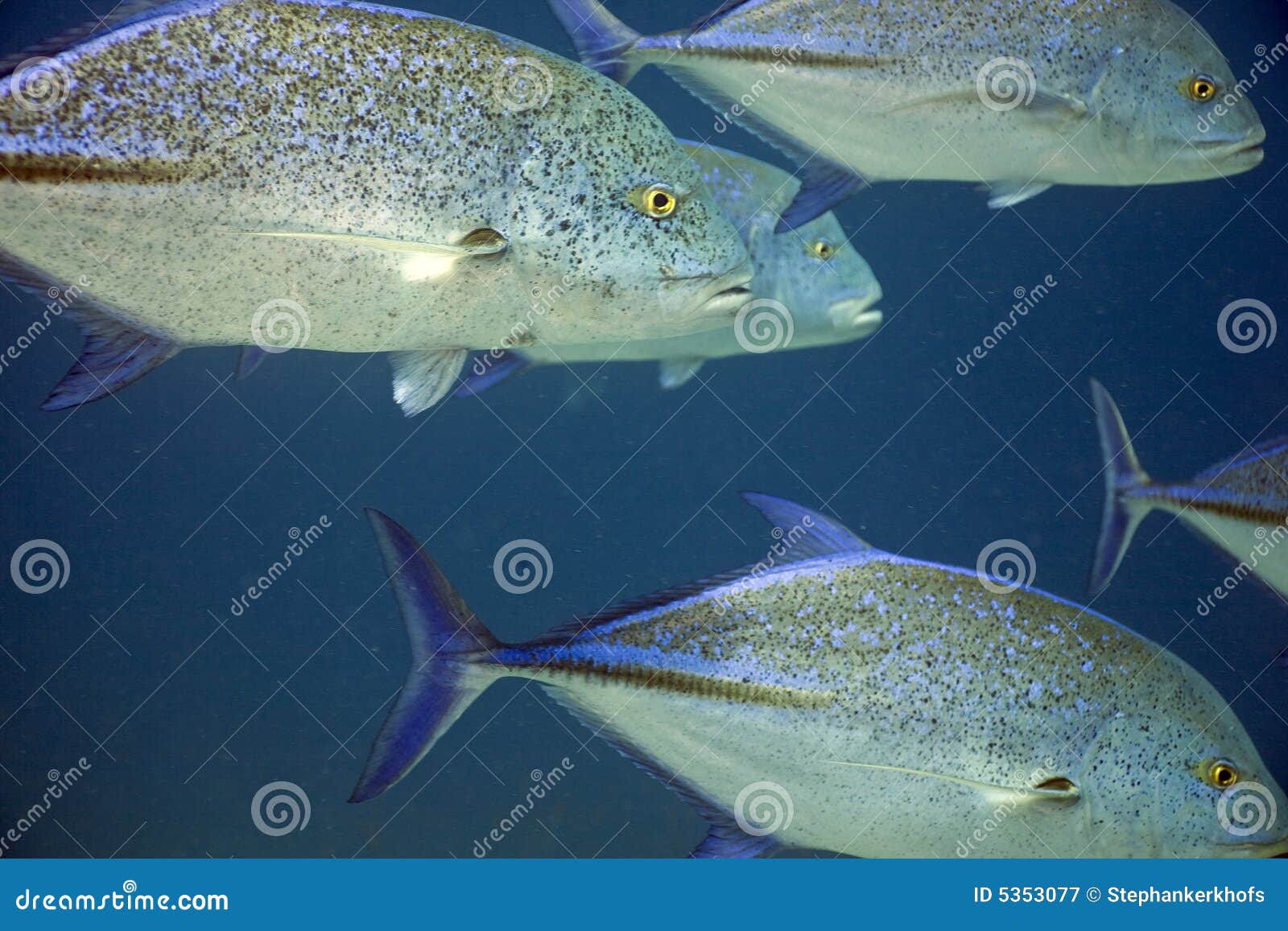 Bluefin Trevally (caranx Melampygus) Stock Image - Image of fish, reef ...
