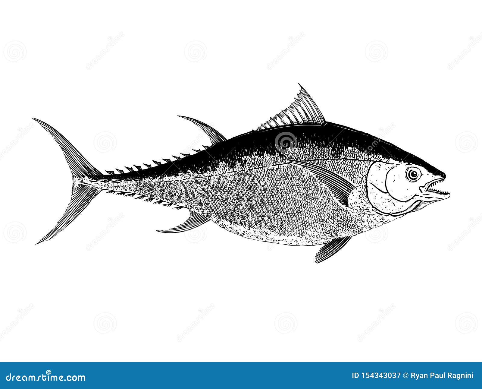 Bluefin Tuna Fish Hand Drawn Illustration Stock Illustration ...
