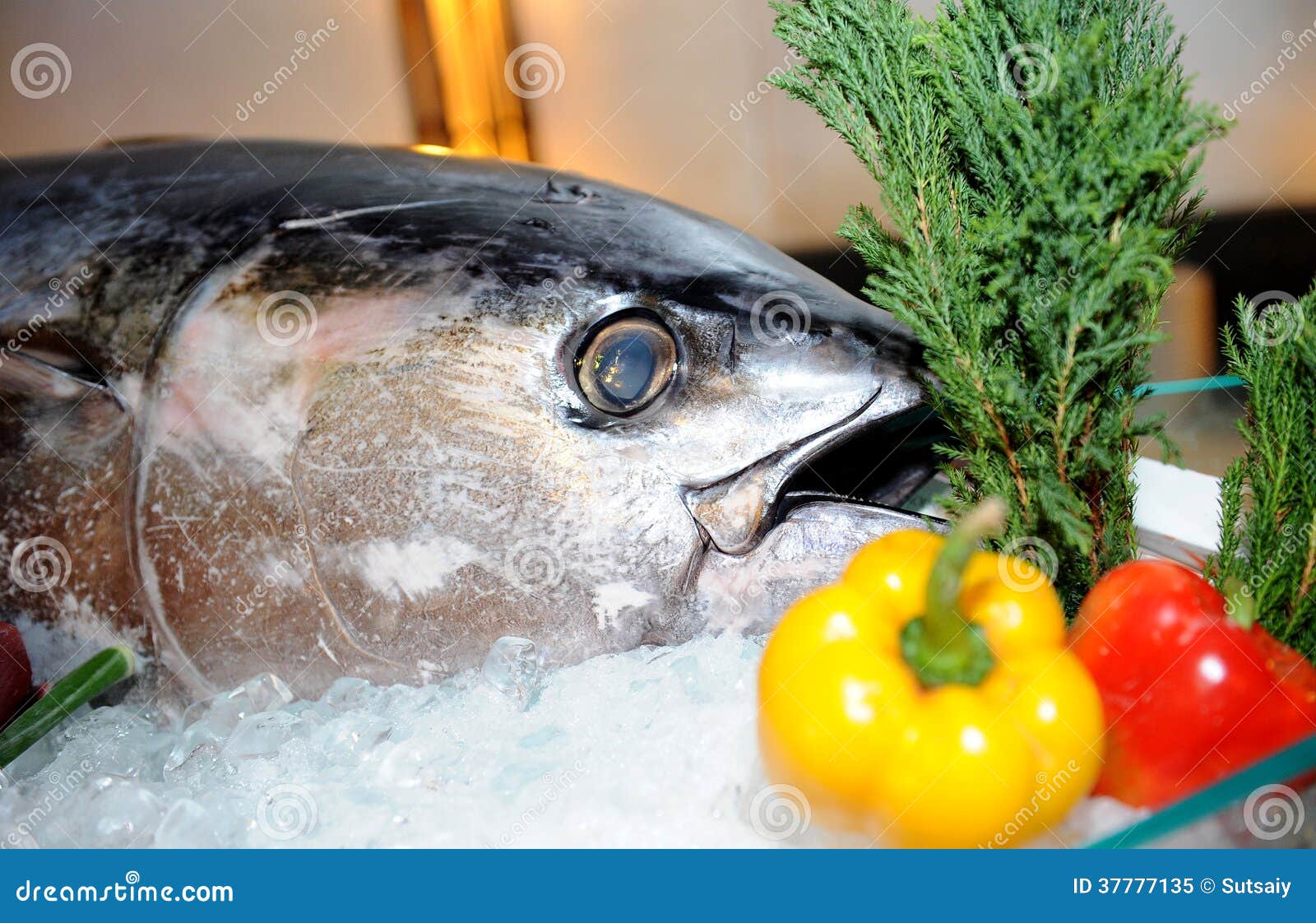 Bluefin tuna stock image. Image of closeup, animal, fish - 37777135