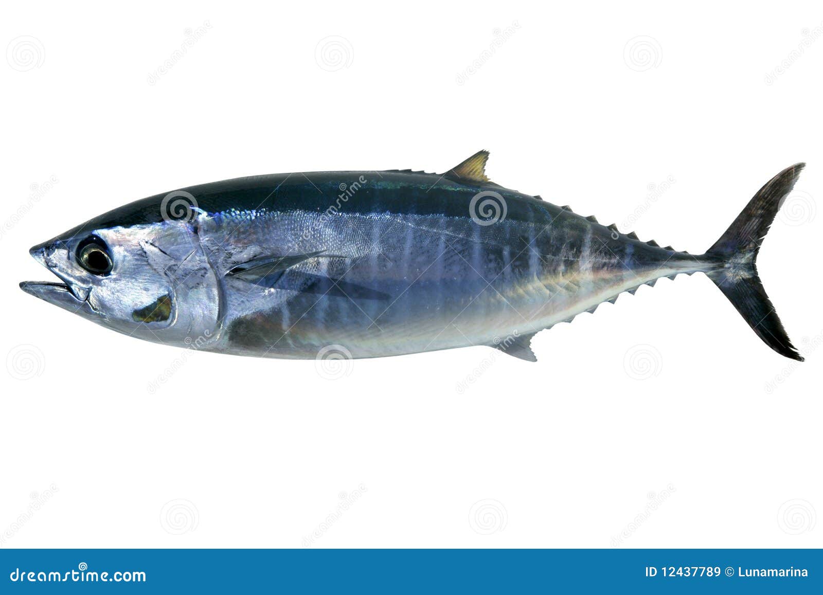 Bluefin Tuna Isolated on White Thunnus Thynnus Stock Image - Image of ...