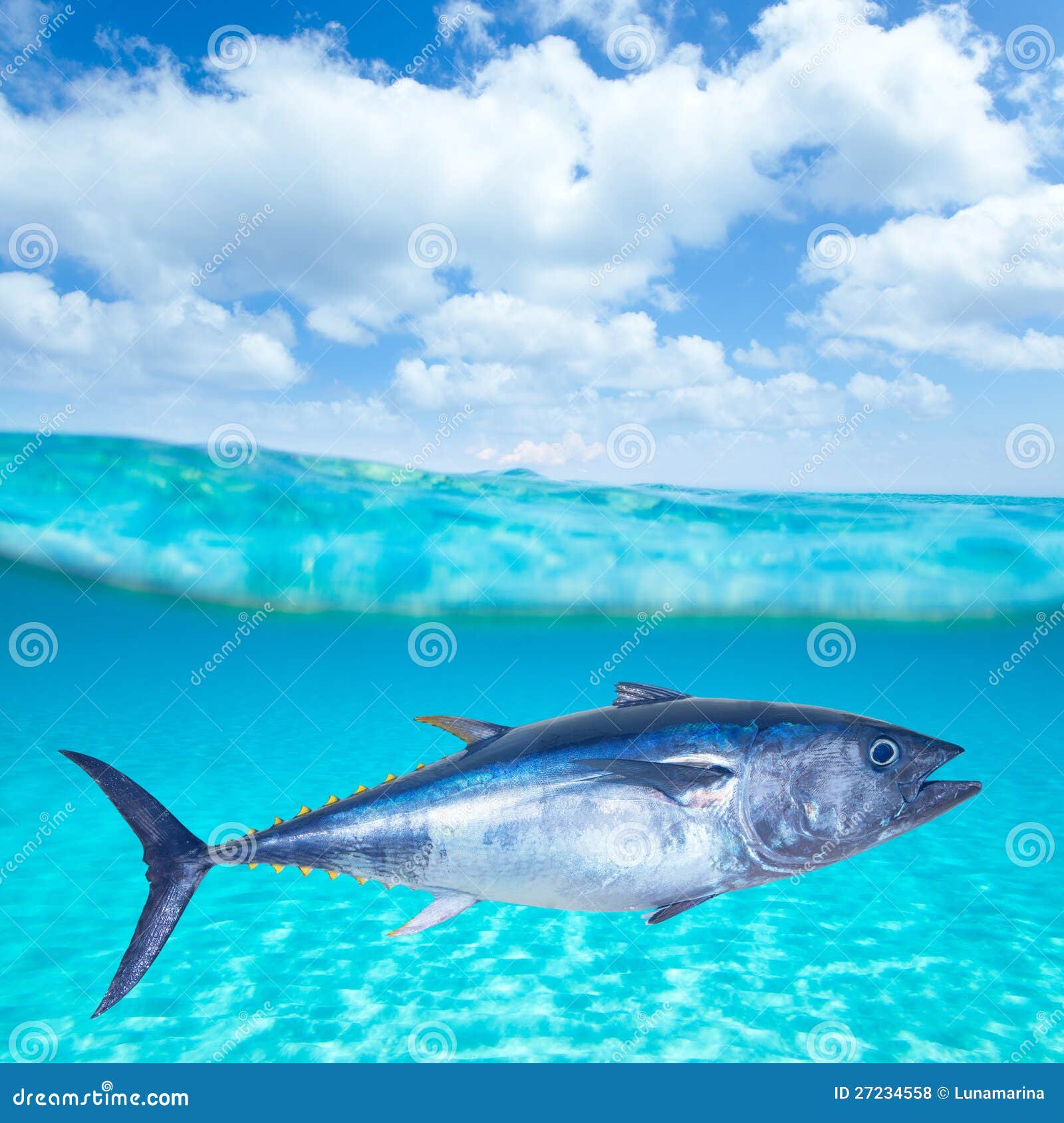 Bluefin Tuna Thunnus Thynnus Underwater Stock Photo - Image of game ...