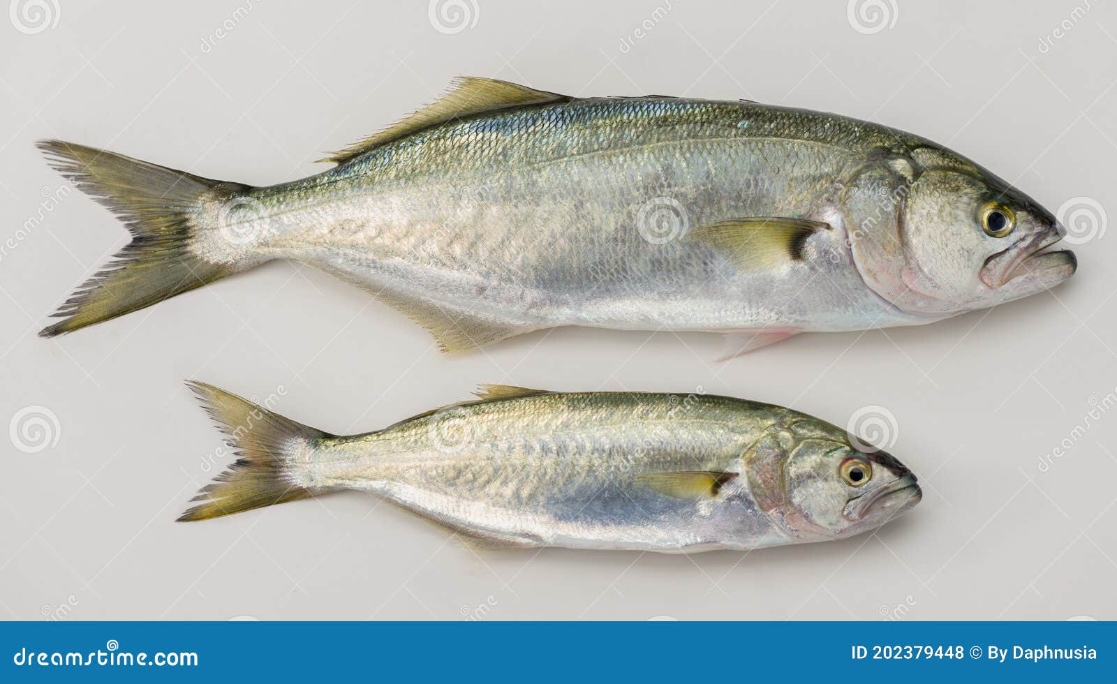 Baby Bluefish Photos - Free & Royalty-Free Stock Photos from Dreamstime