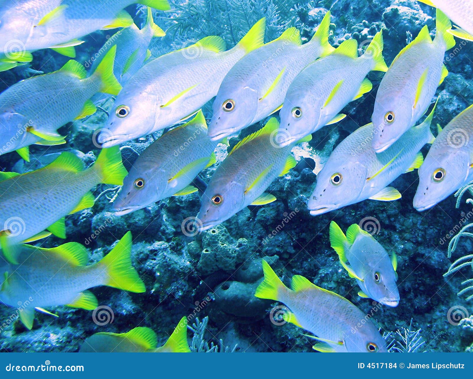 Bluefish Swimming by a Reef Stock Photo - Image of saltwater, bright ...