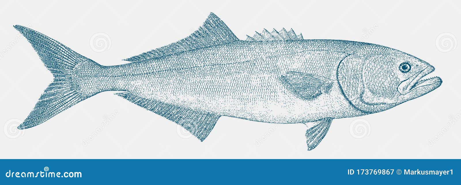 Bluefish Cartoons, Illustrations & Vector Stock Images - 215 Pictures ...