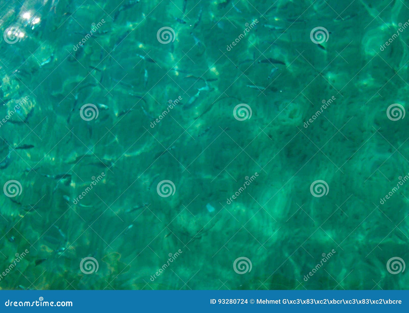 Bluefishes in the sea stock photo. Image of turkey, deep - 93280724