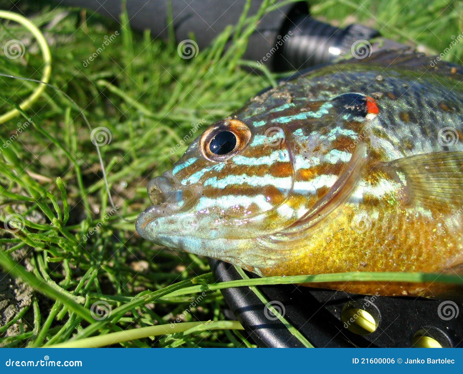 Bluegil stock photo. Image of grass, macrochirus, catch - 21600006