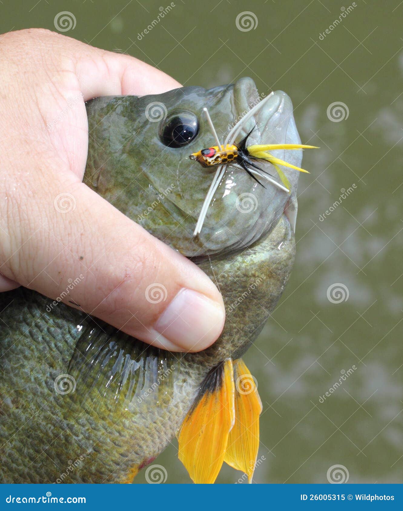Bluegill caught on popper stock image. Image of hooked - 26005315