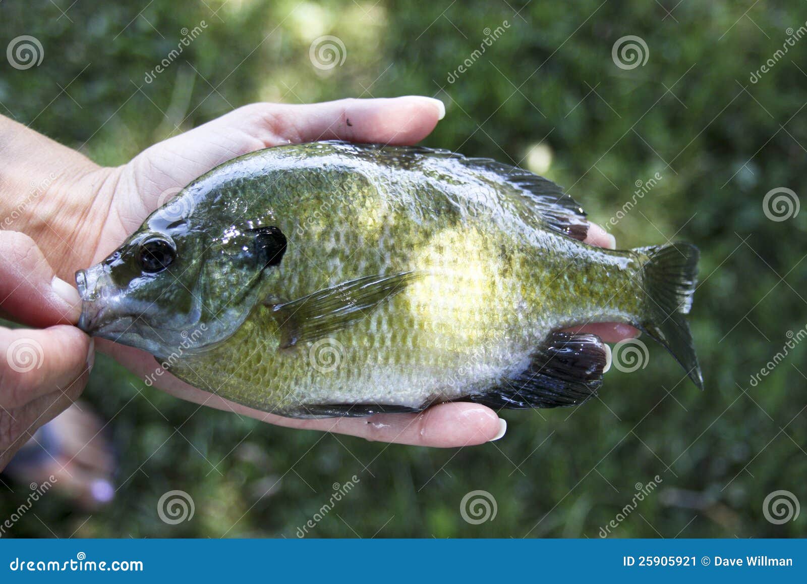 Bluegill fish close up stock image. Image of catch, angler - 25905921
