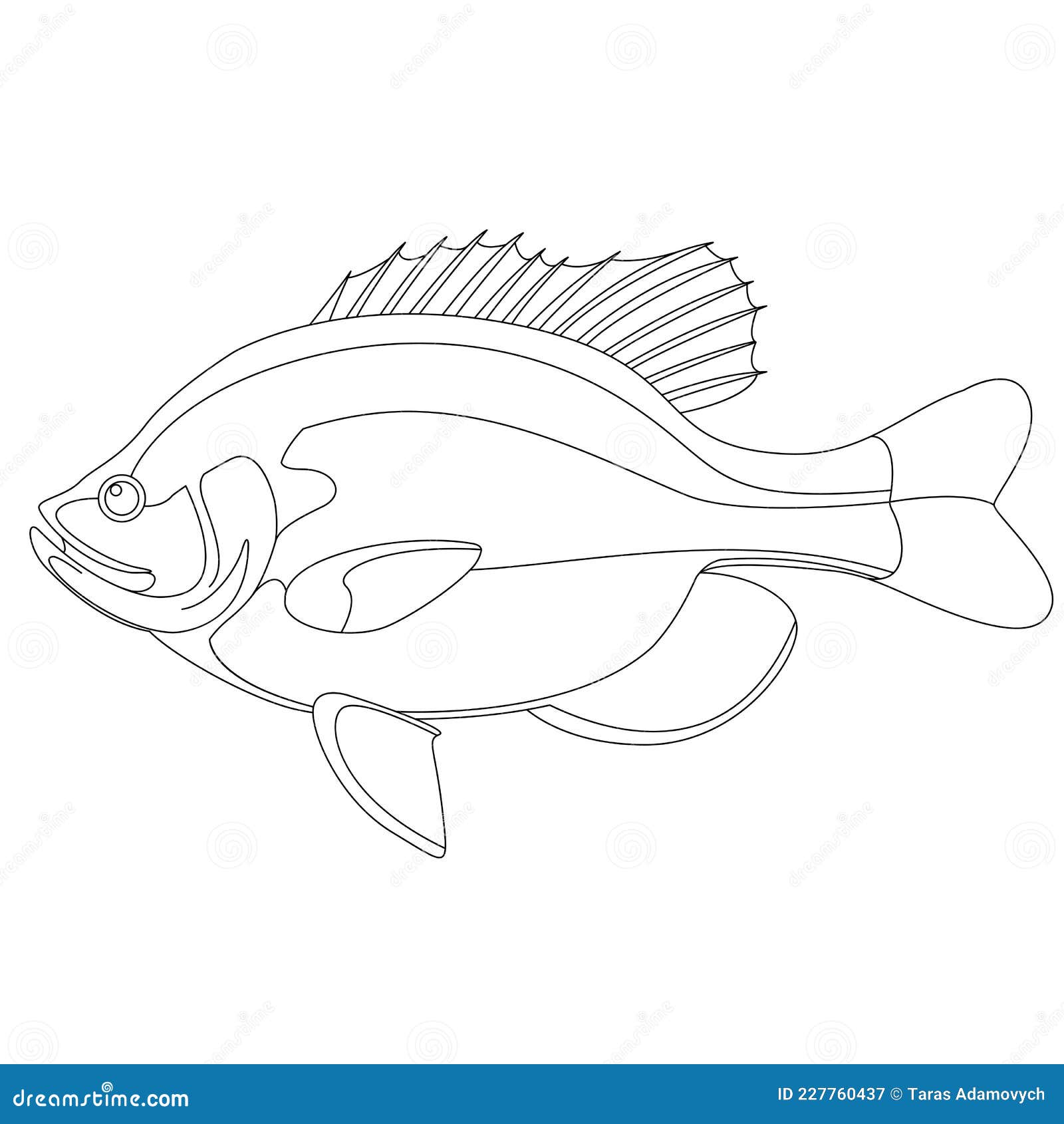 Bluegill Fish, Vector Illustration, Lining Draw, Side Stock Vector ...