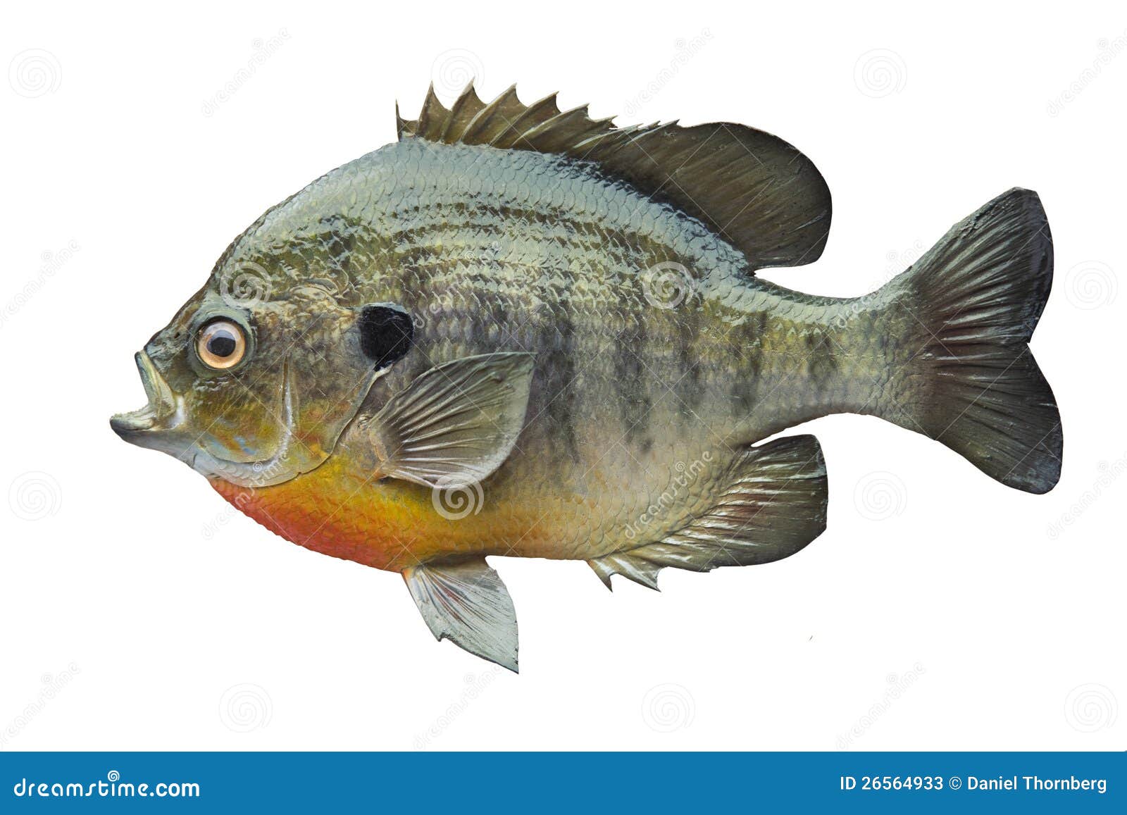 Bluegill Sunfish Isolated On White Stock Photos - Image: 26564933