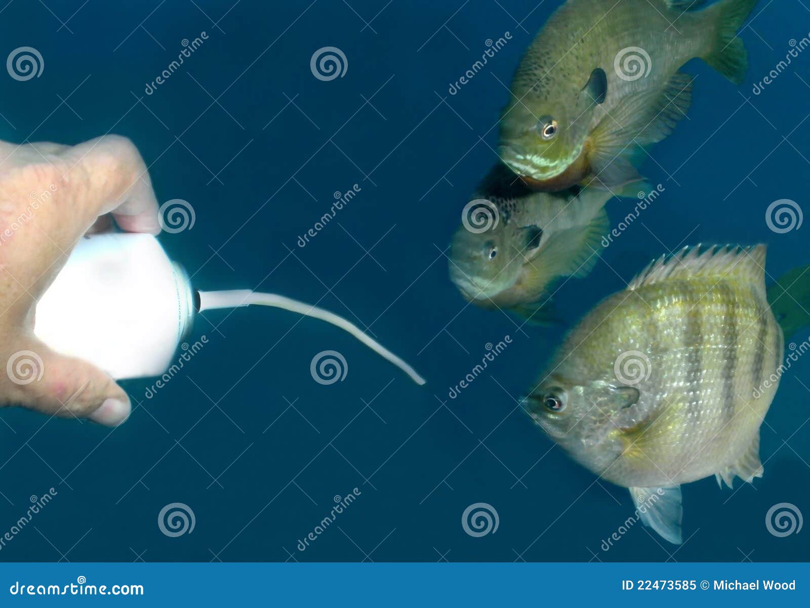 Bluegill Underwater Snack stock image. Image of cheese - 22473585