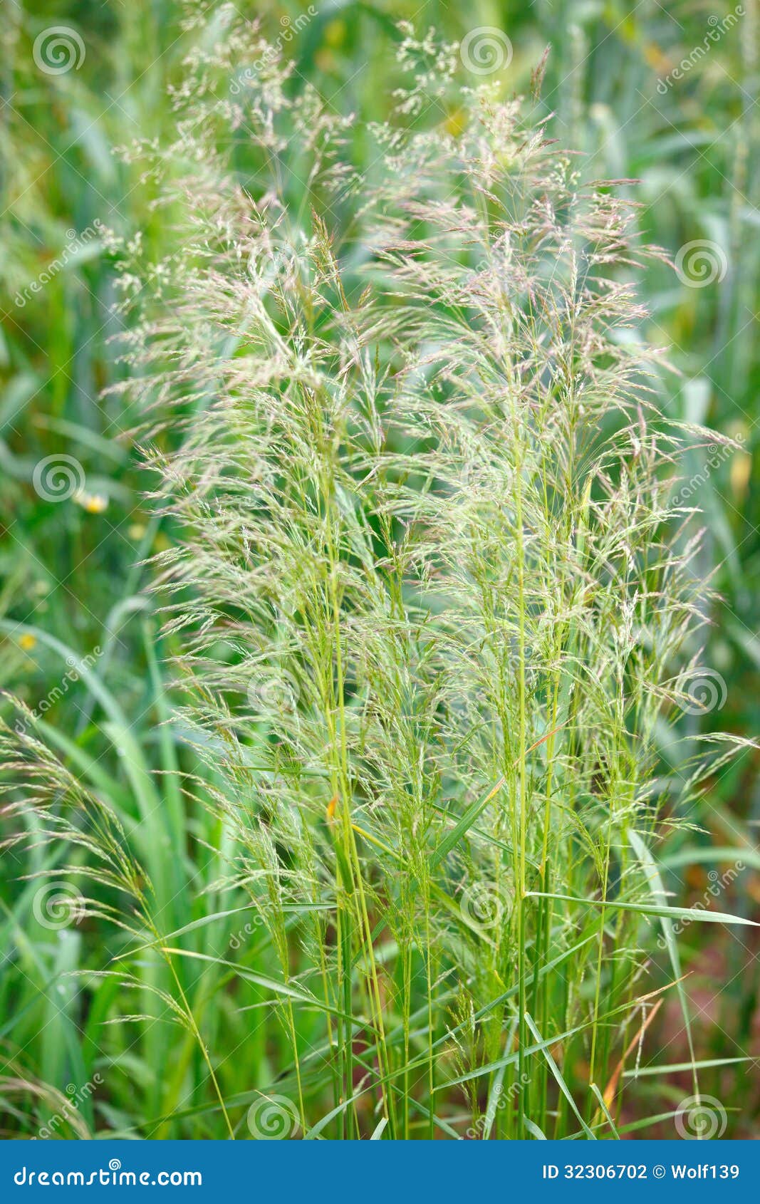 Bluegrass on a field stock photo. Image of plants, bluegrass - 32306702